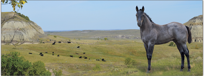 Froelich Legacy Quarter Horses: Blue Roan Horses For Sale & Grullo ...