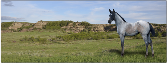 Froelich Legacy Quarter Horses: Blue Roan Horses For Sale & Grullo ...