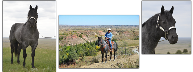 Froelich Legacy Quarter Horses: Blue Roan Horses For Sale & Grullo ...